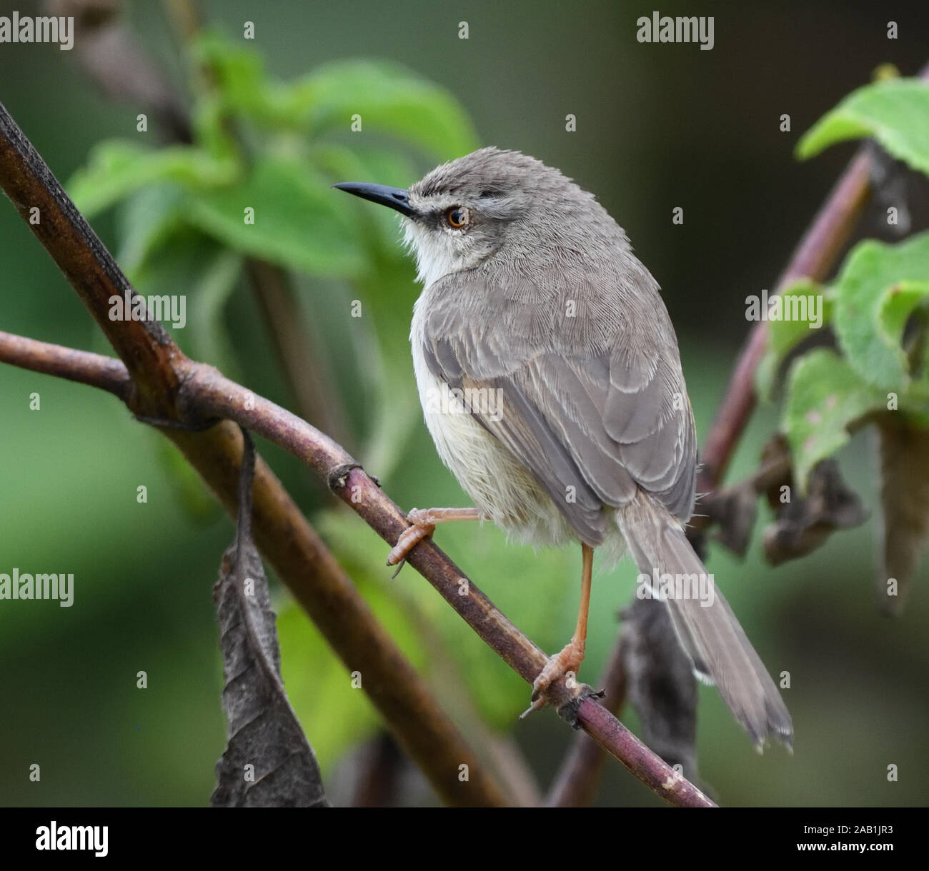A tawny-flanked prinia (Prinia subflava) perching in a shrub. Arusha ...