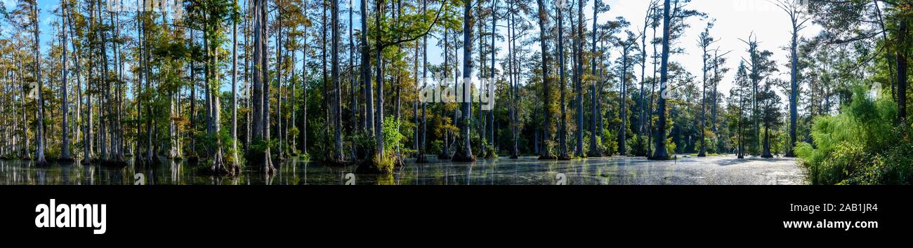Swamp cypress grove hi-res stock photography and images - Alamy