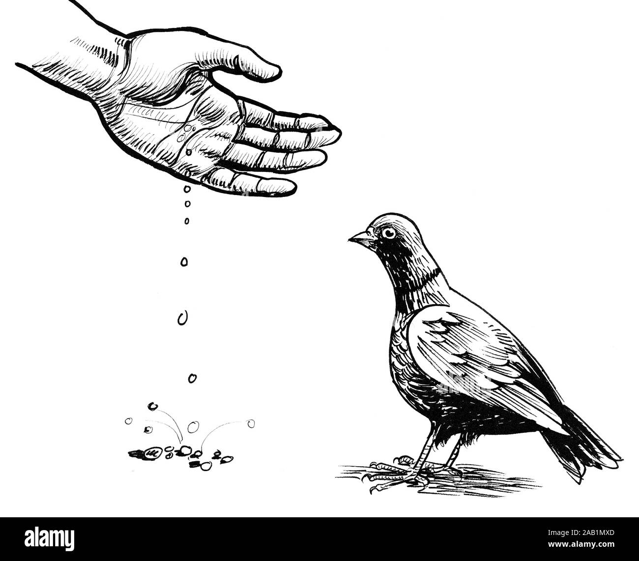 Hand feeding bird bird Cut Out Stock Images & Pictures - Alamy