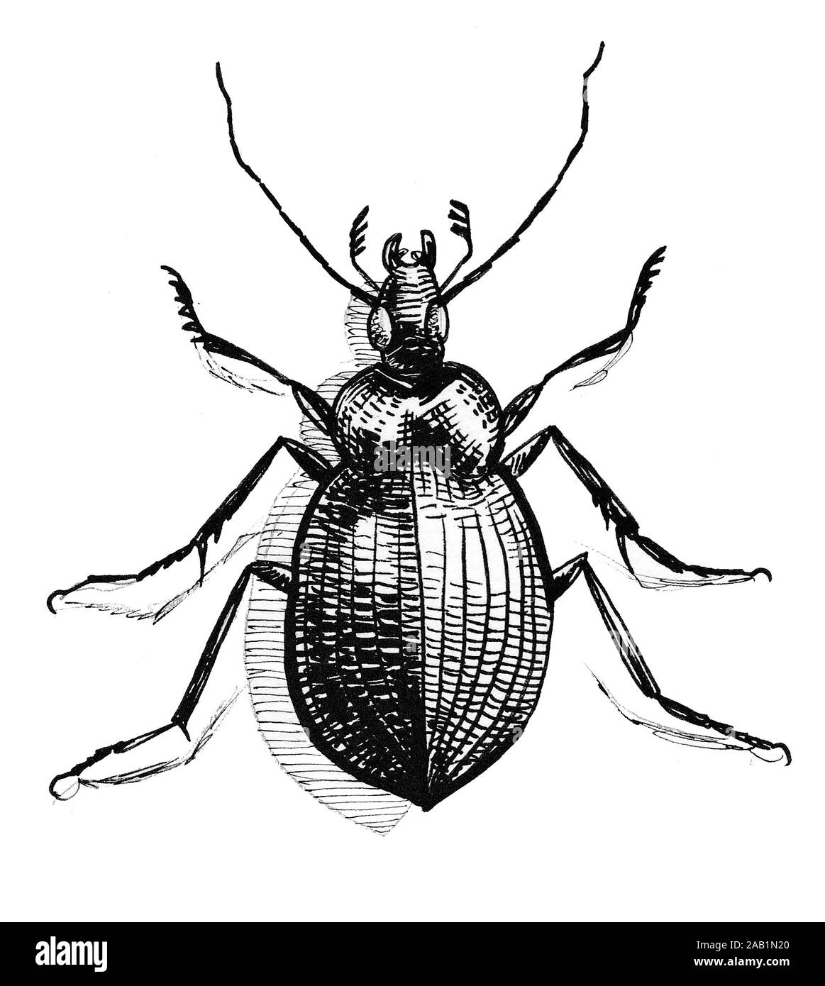 Beetle fauna Black and White Stock Photos & Images - Alamy