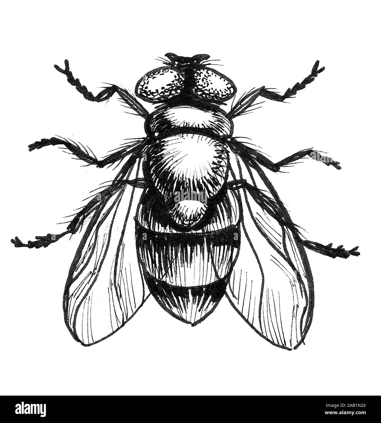 Regular fly insect. Ink black and white drawing Stock Photo - Alamy