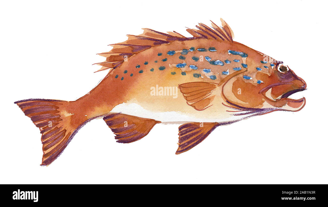 Ocean fish. Ink and watercolor illustration Stock Photo - Alamy