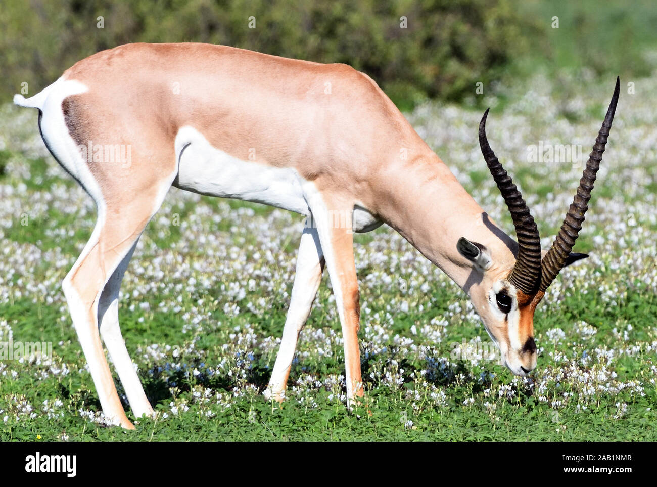 Tanzanian gazelle hi-res stock photography and images - Alamy