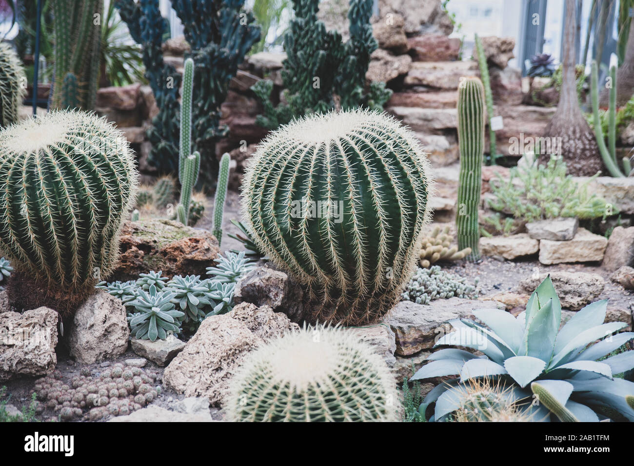 Huge round spherical cacti in the Botanical garden, greenhouse Stock ...