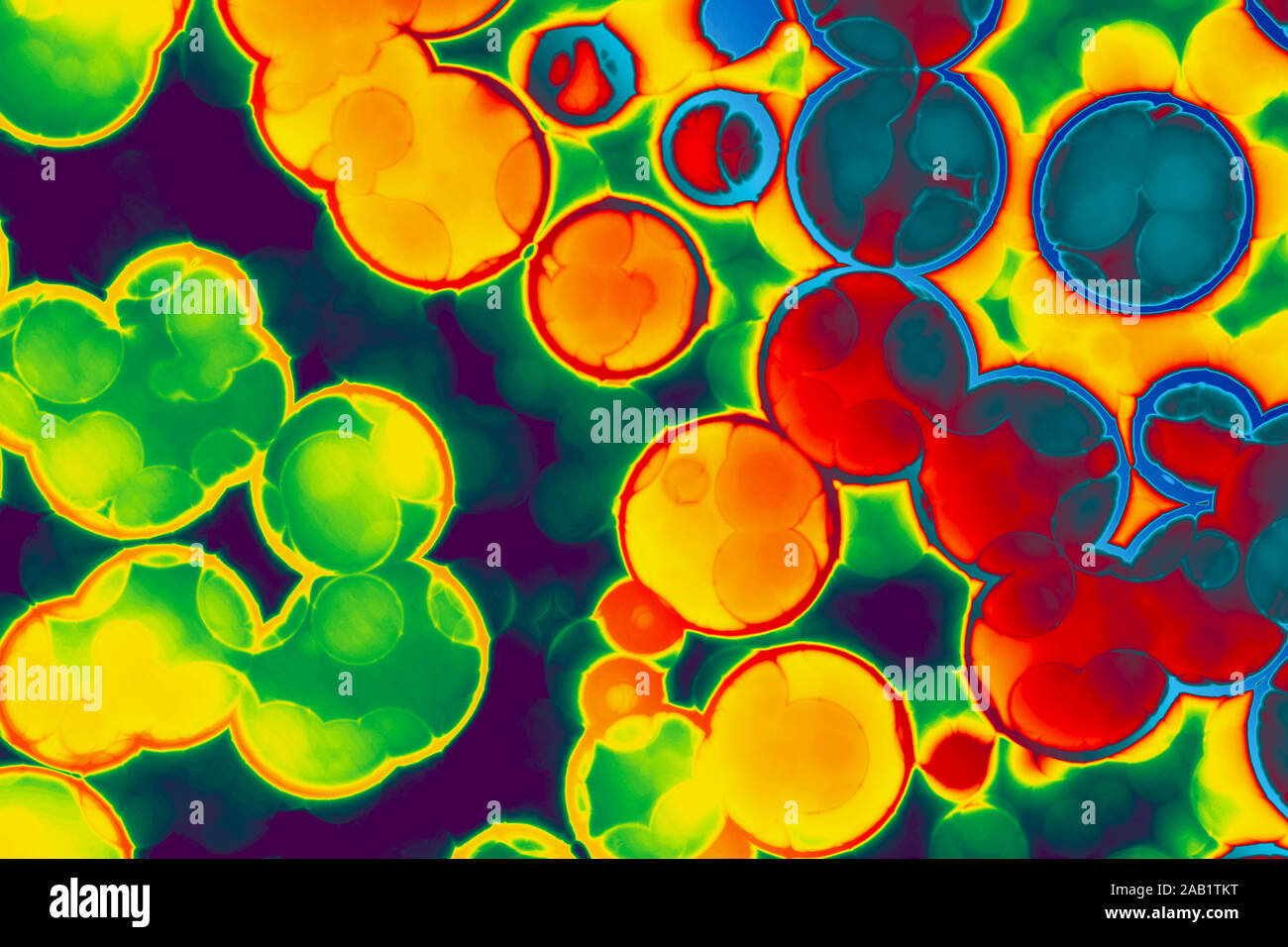 Shape of bacterial cell: cocci, bacilli, spirilla bacteria background ...