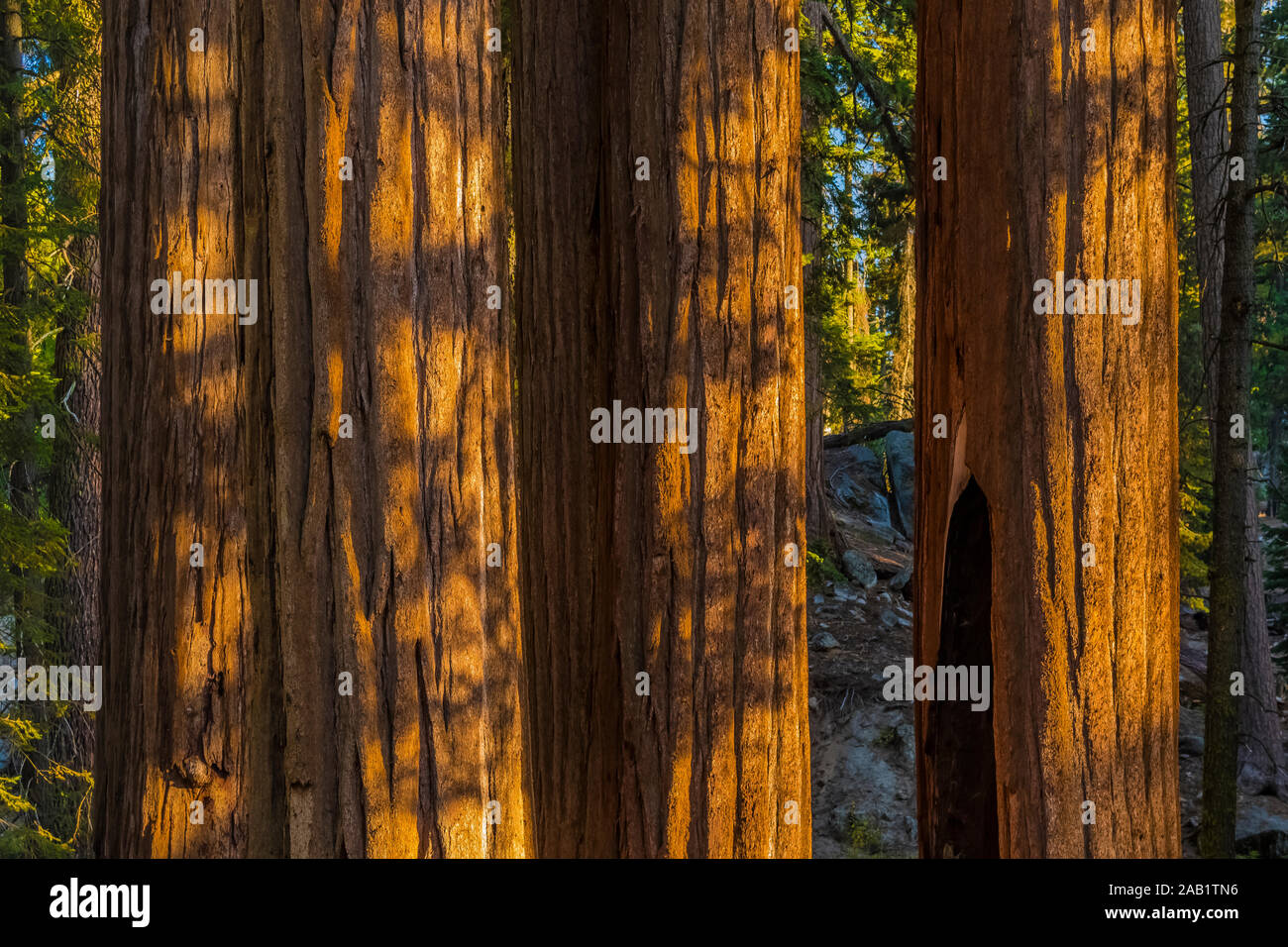 Awe-inspiring Giant Sequoia, Sequoiadendron giganteum, trees in General ...