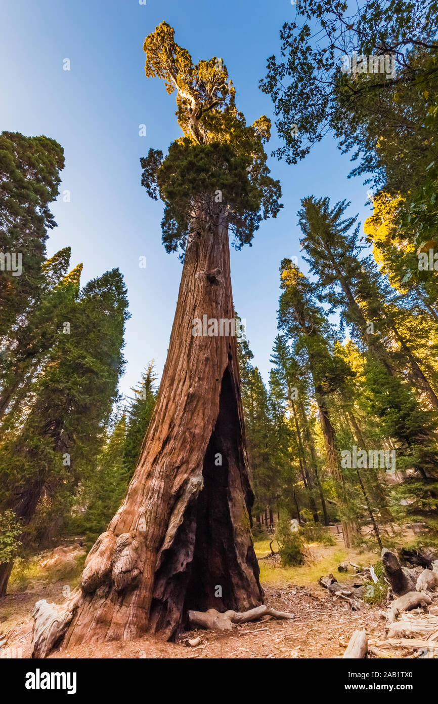Giant Sequoia, Sequoiadendron giganteum, trees thrive in Grant Grove in ...