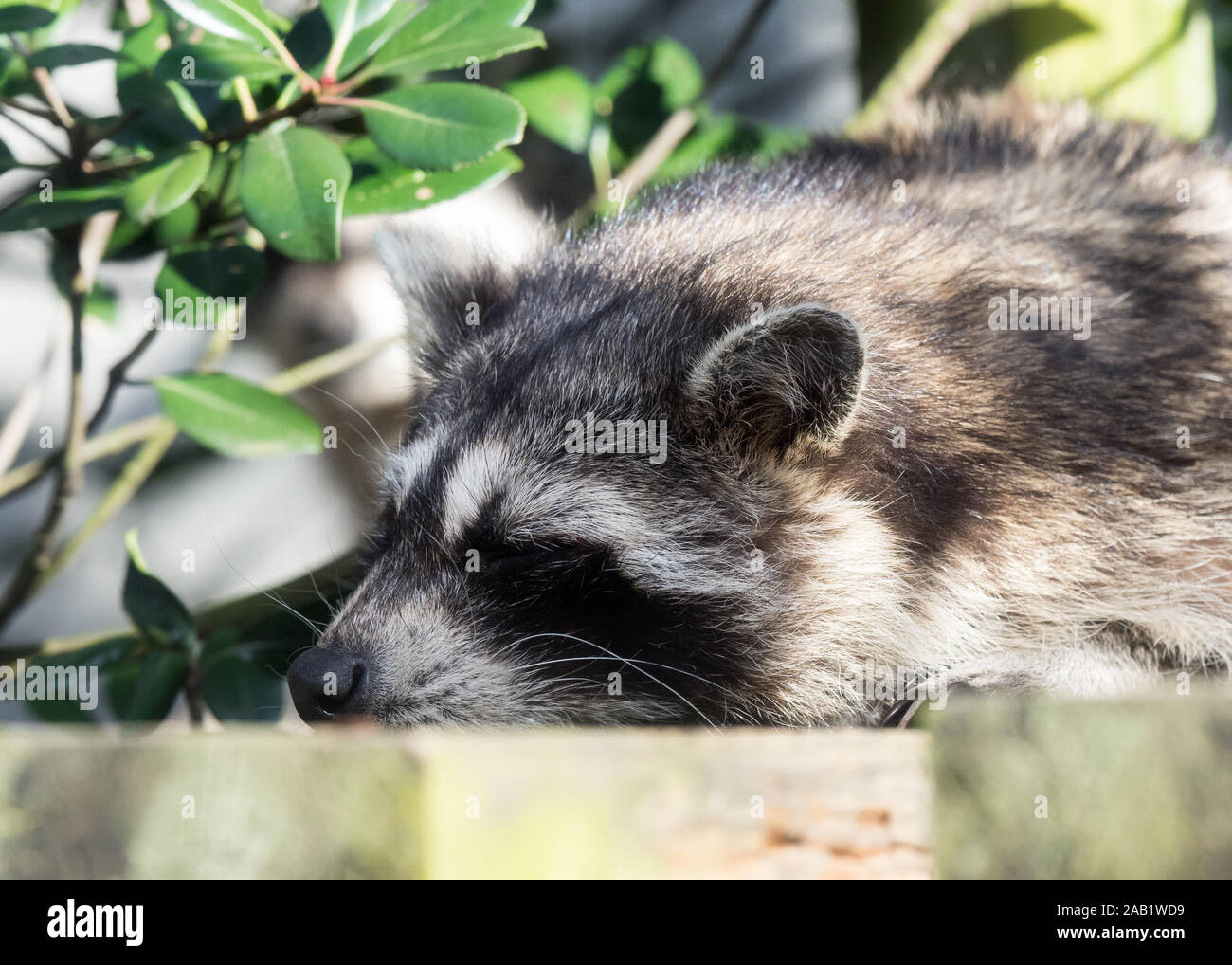 Raccoons Where To Sleep