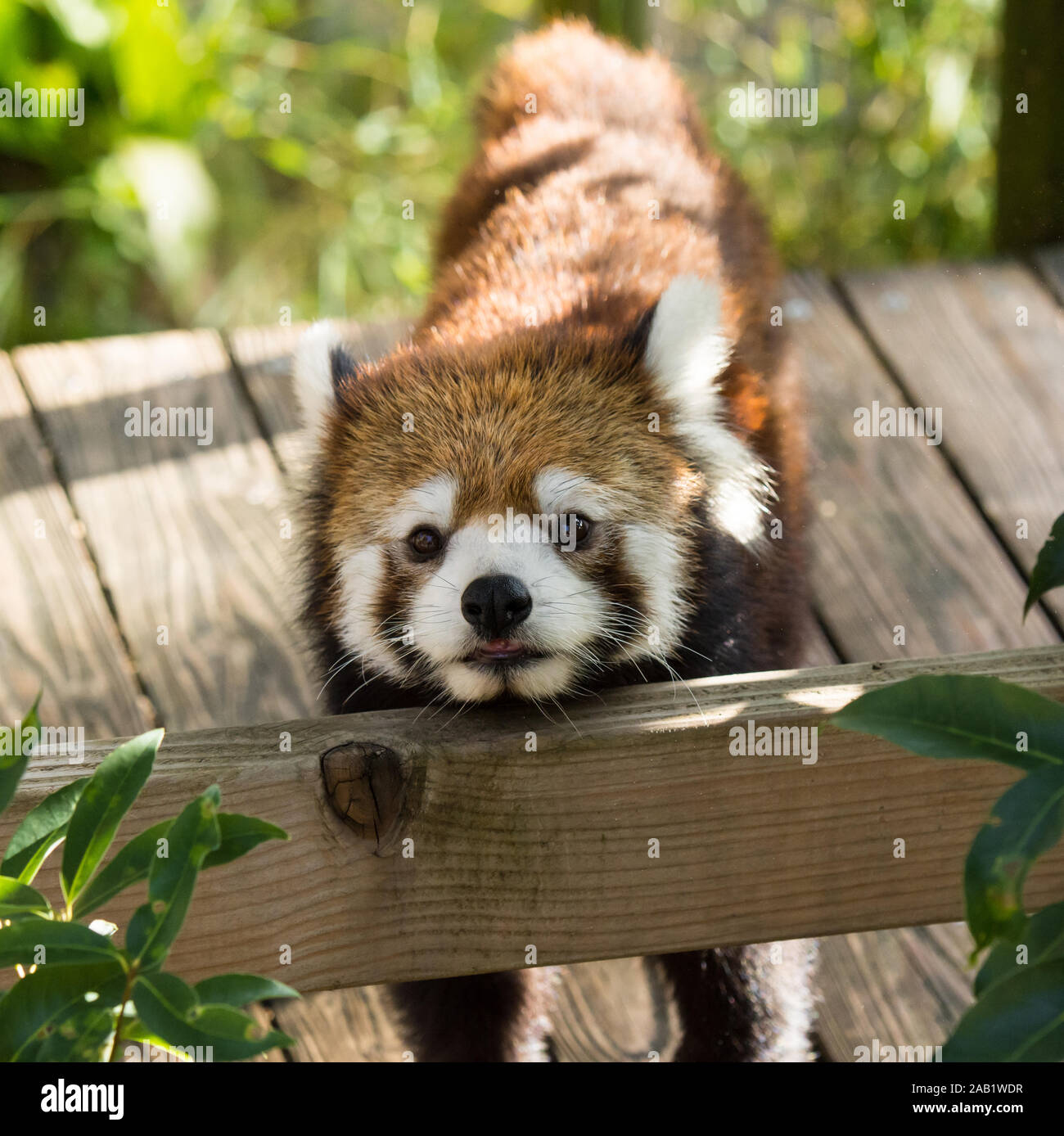 Red panda or lesser panda playing Stock Photo - Alamy