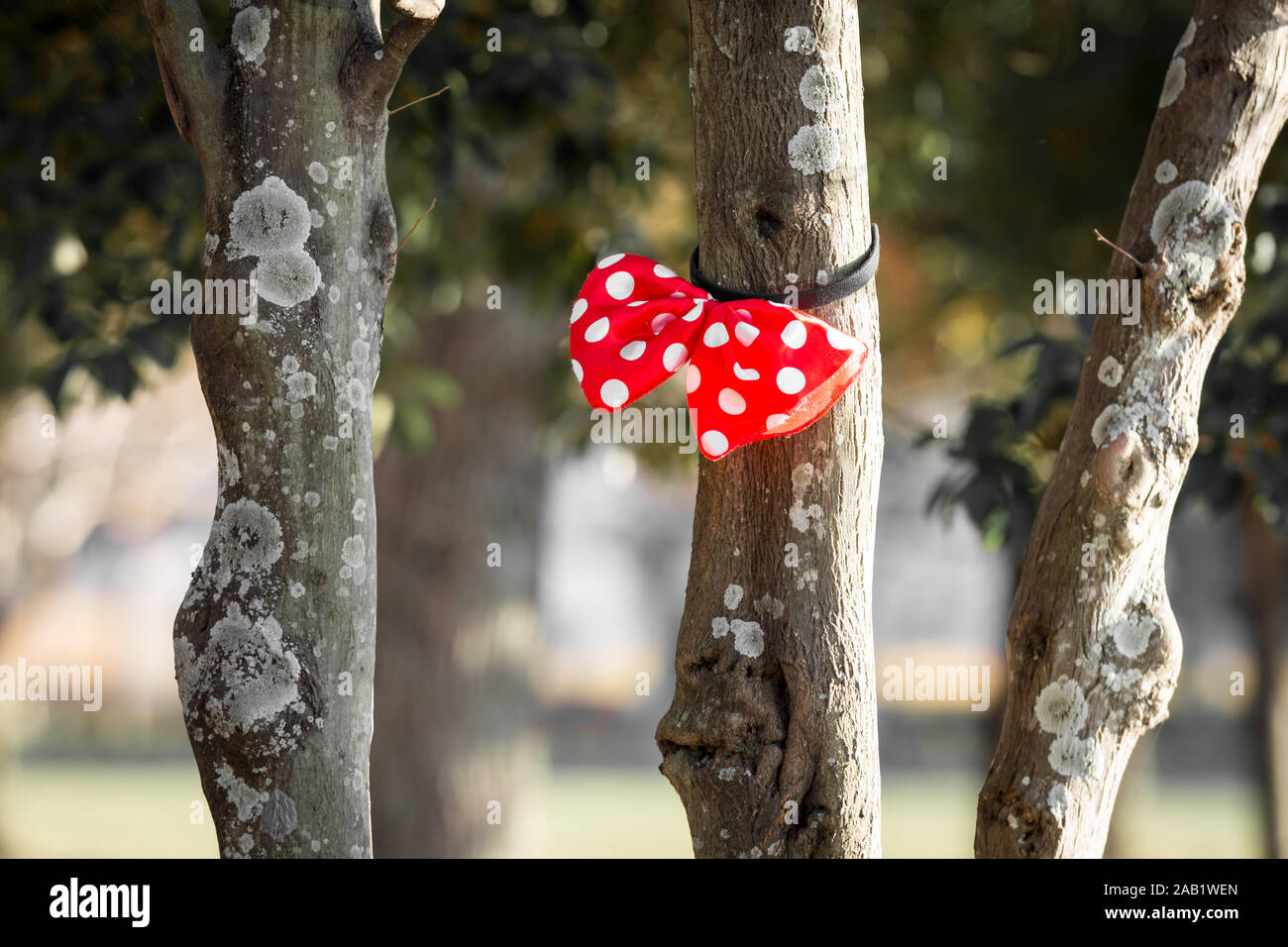 Tree with memorial ribbon hi-res stock photography and images - Alamy