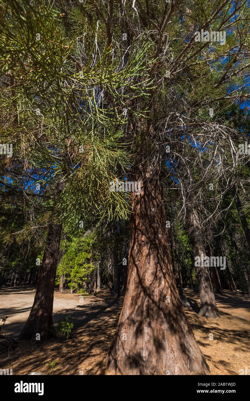 Giant Sequoia, Sequoiadendron gigantea, planted in the Cedar Grove area ...