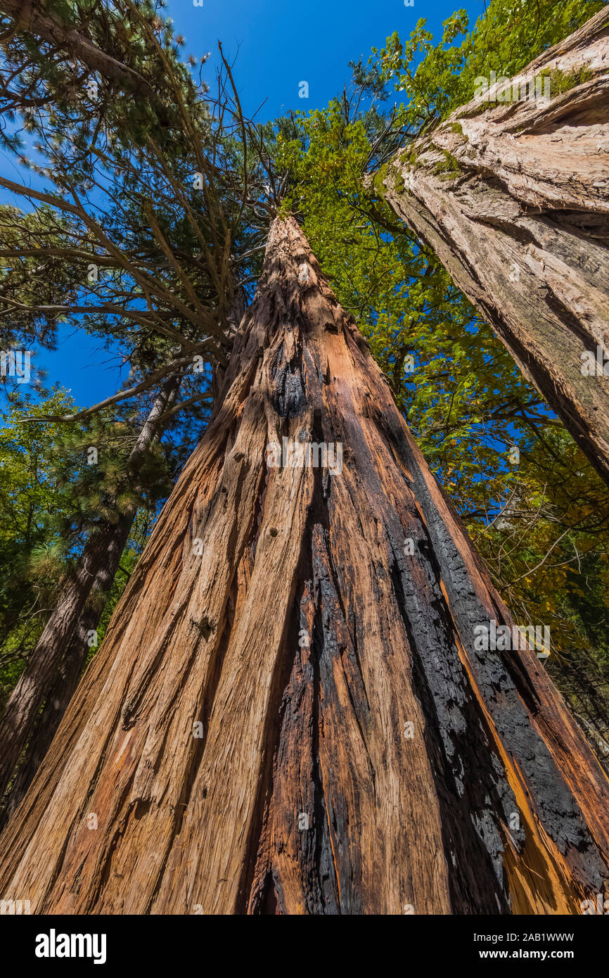 Incense cedar tree hi-res stock photography and images - Alamy