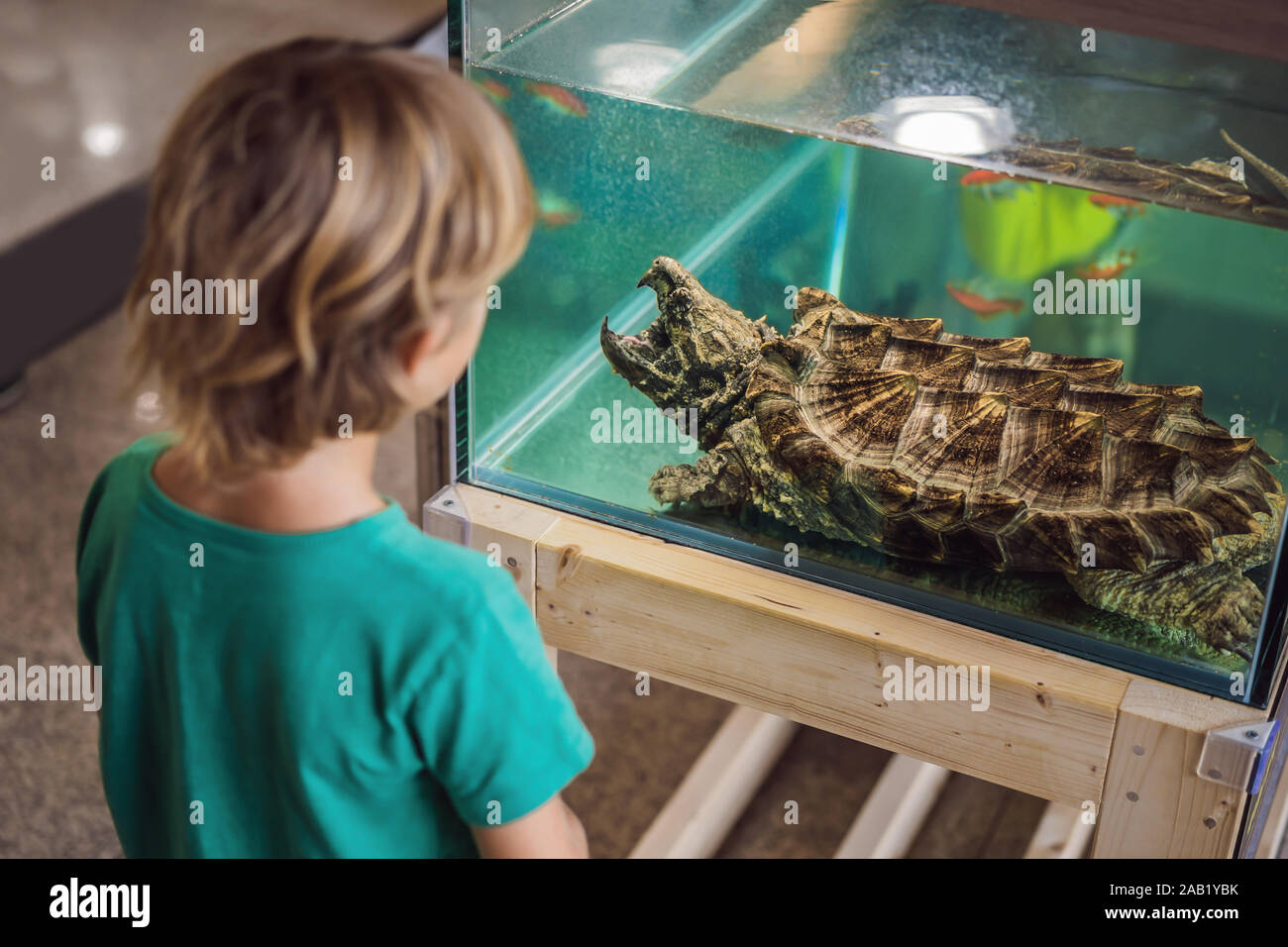Little kid boy admire big turtles in terrarium through the glass Stock ...