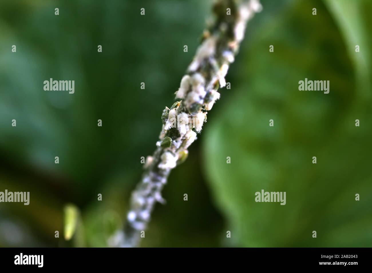 White insects on the plant Stock Photo - Alamy