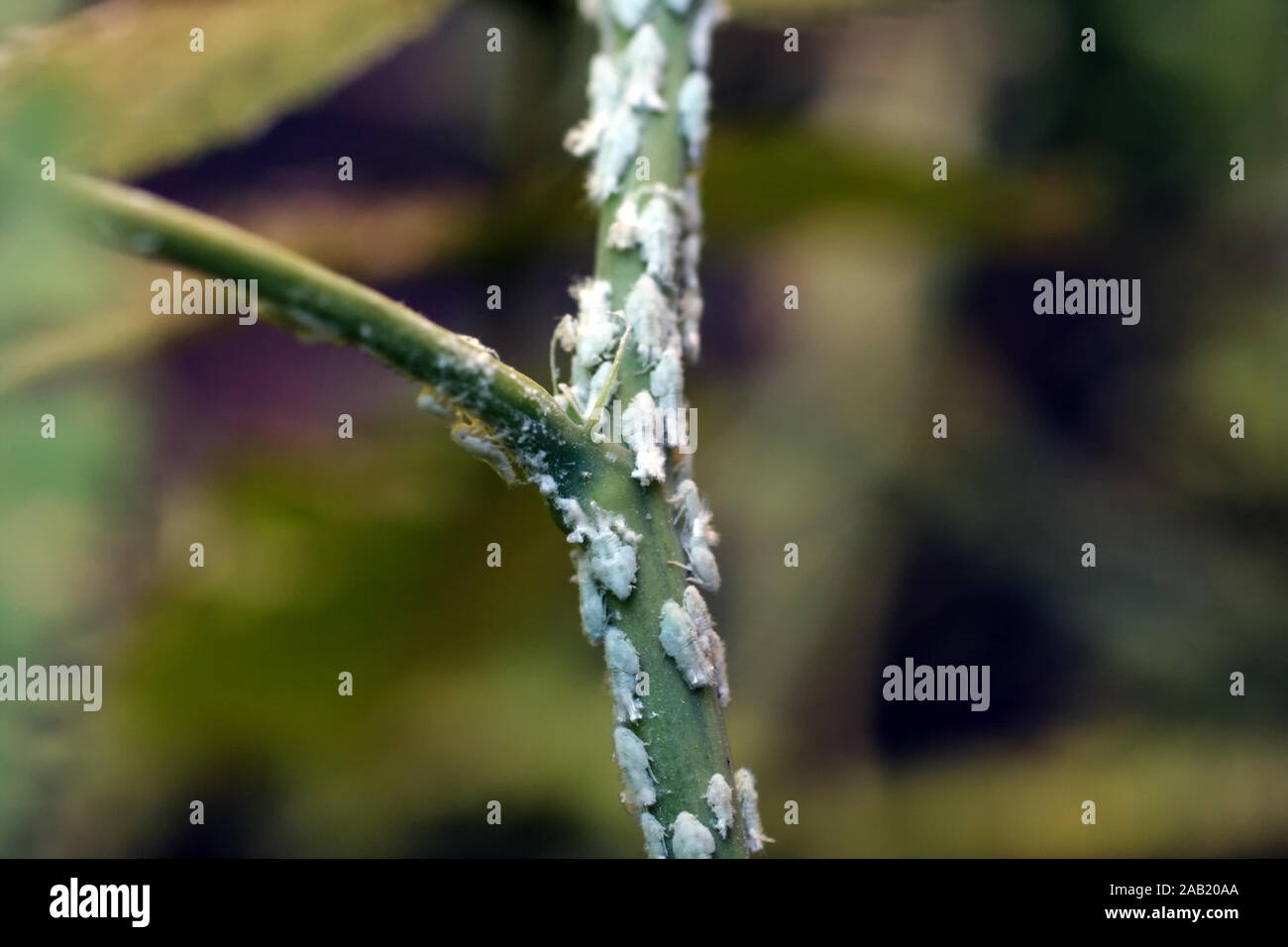 White insects on the plant Stock Photo - Alamy
