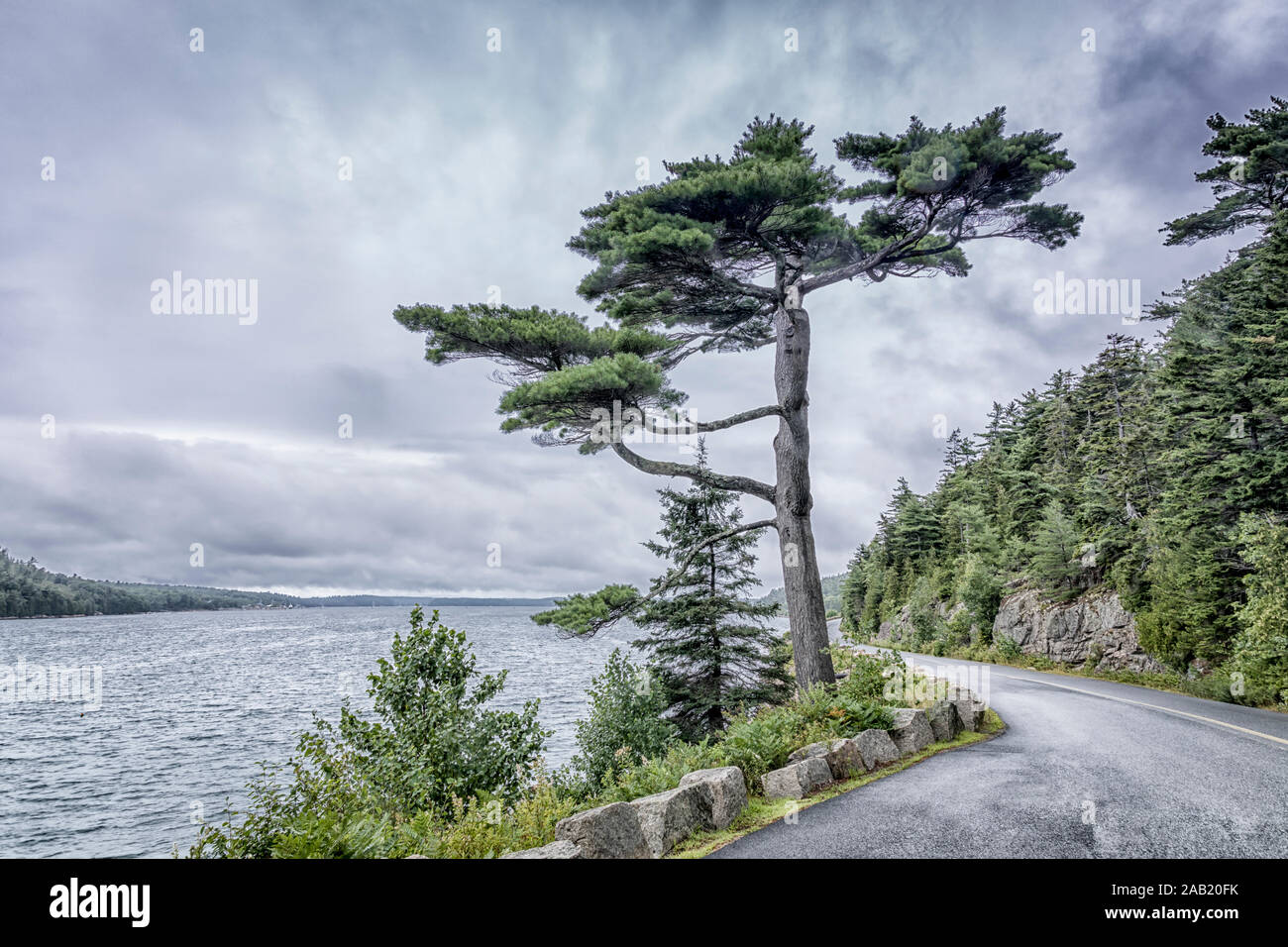 Pine tree leaning over ocean on deserted road Stock Photo - Alamy