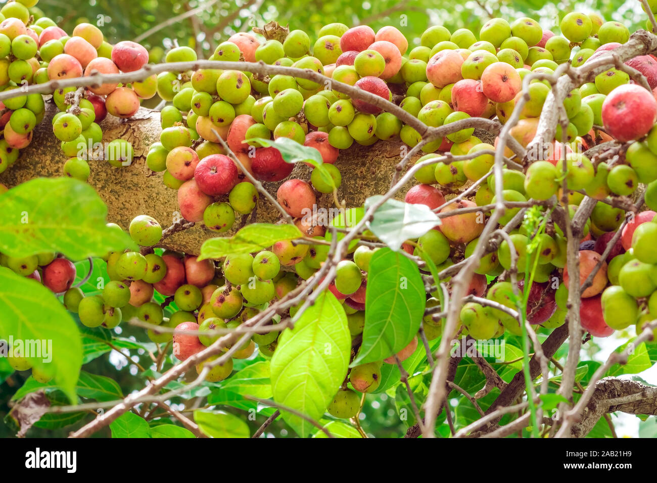 Common fig (Ficus carica) green and red fruits on ficus subpisocarpa ...