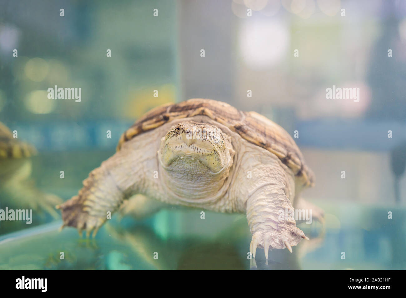 Testudo hermanni is a typical Mediterranean turtle in a terrarium Stock ...