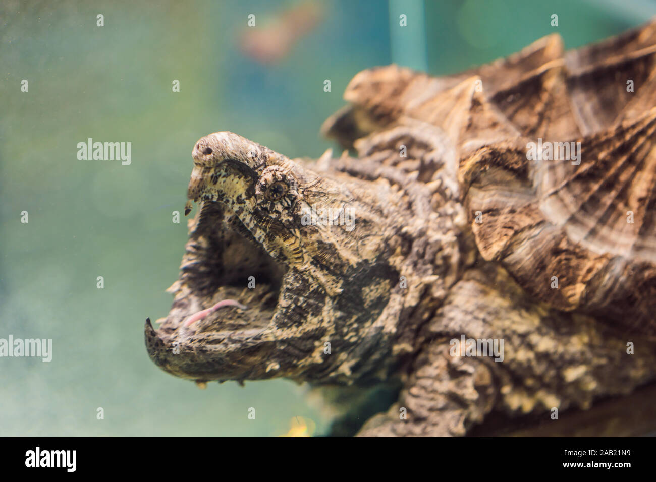 Testudo hermanni is a typical Mediterranean turtle in a terrarium Stock ...