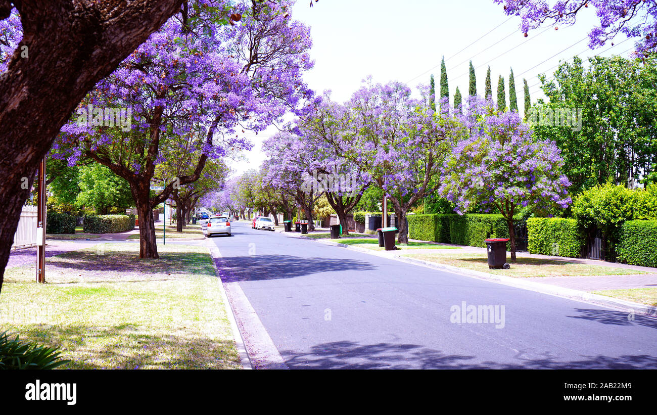Beautiful purple flower Jacaranda tree lined street in full bloom ...