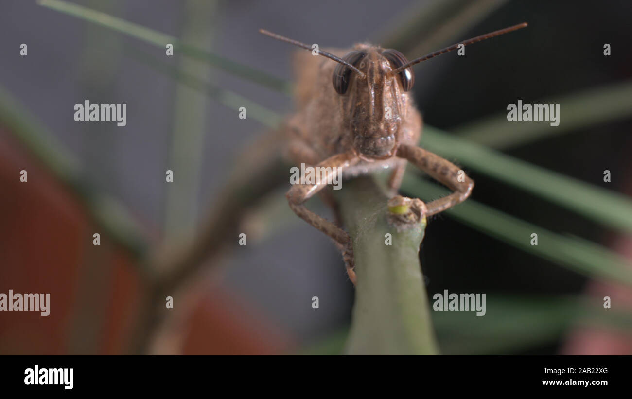 Meadow Grasshopper or Chorthippus parallelus with front view Stock ...