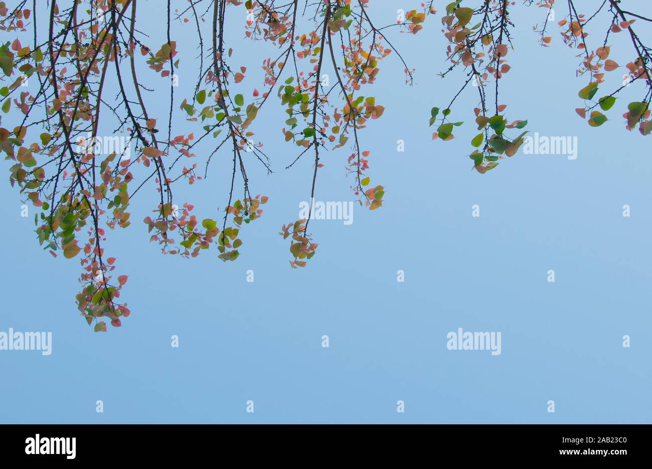 colourful tree branches wallpaper Stock Photo - Alamy