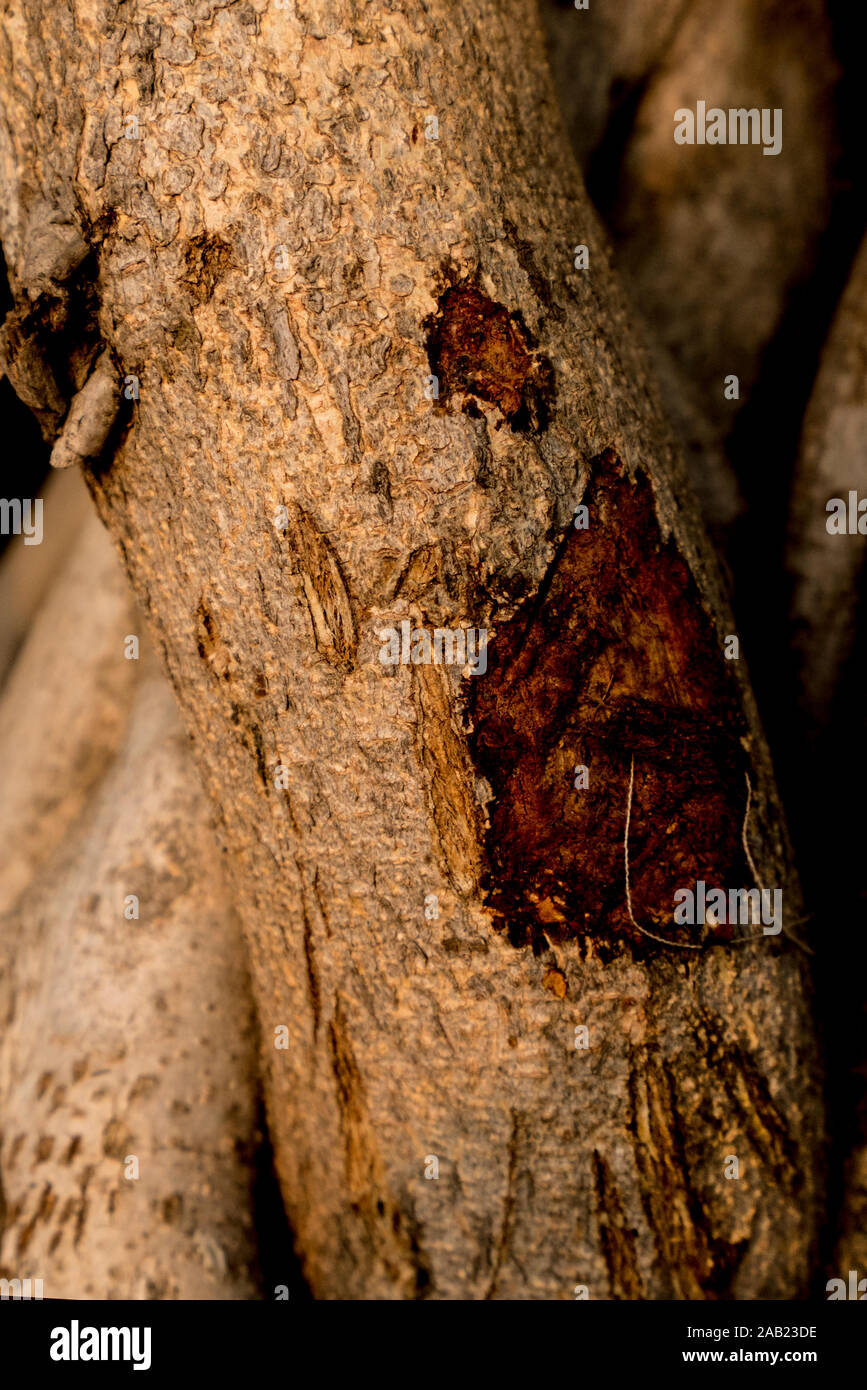 Tree trunk creating abstract image Stock Photo - Alamy