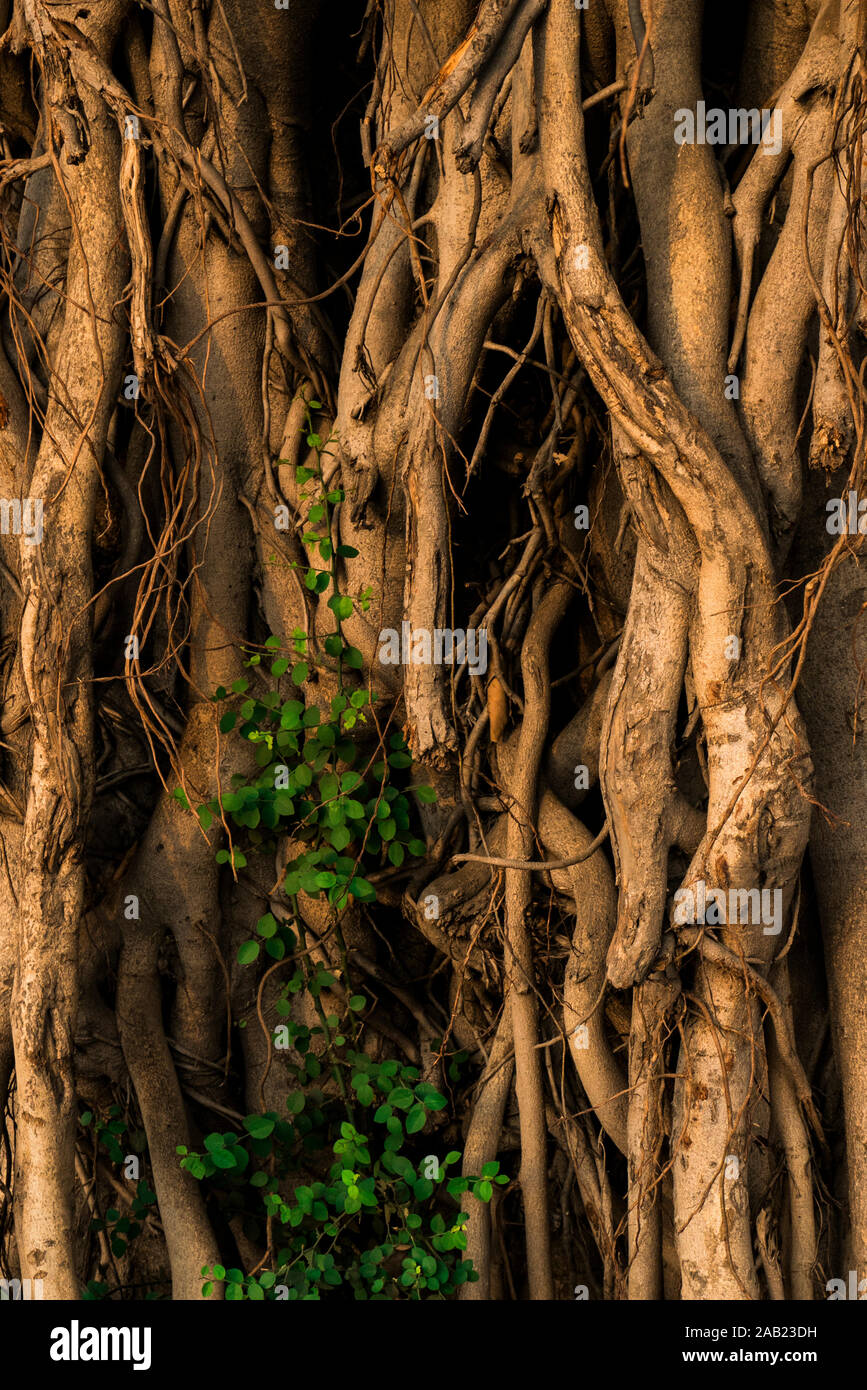 tree roots and patterns texture Stock Photo - Alamy