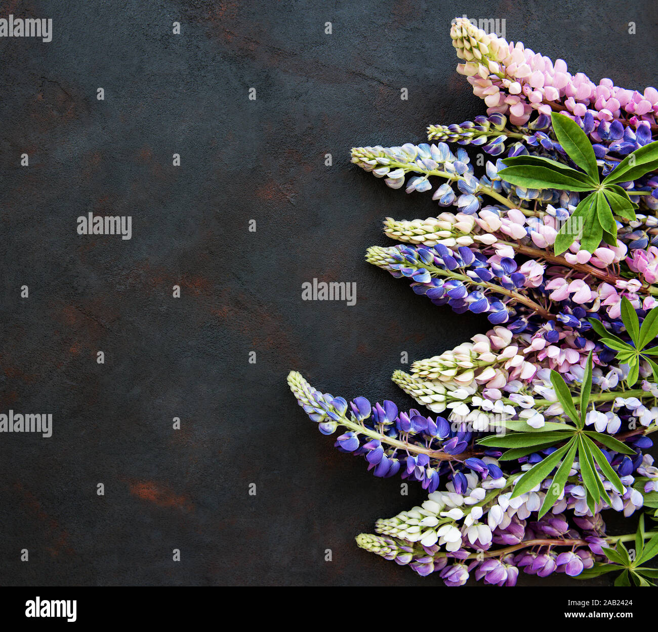 Pink and purple lupine flowers border on a black concrete background ...