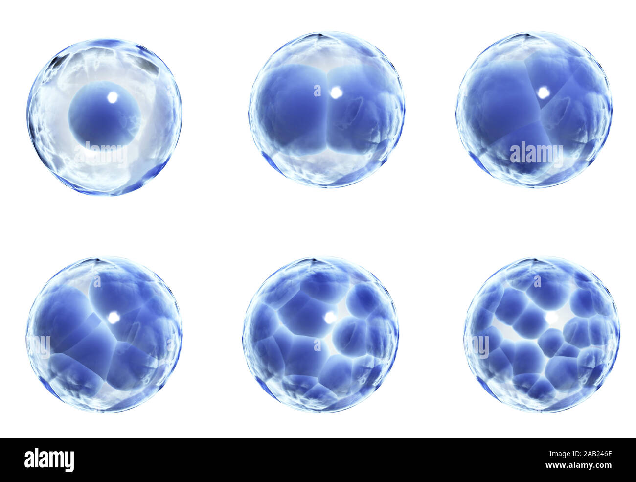 Mitosis process. Division of cell. Isolated on white background. 3d ...