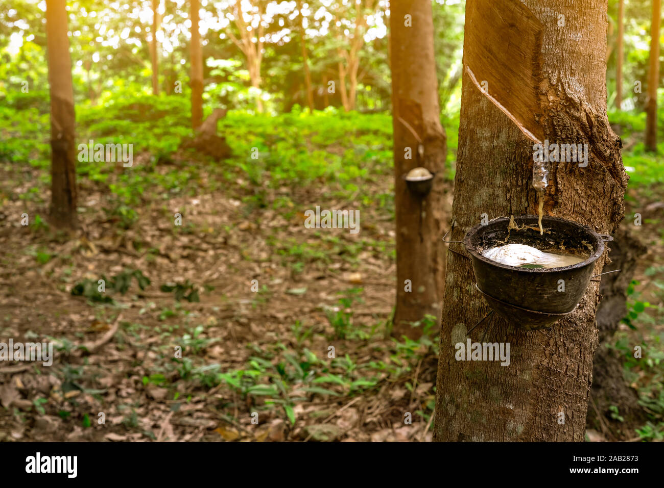 Rubber tree hi-res stock photography and images - Alamy