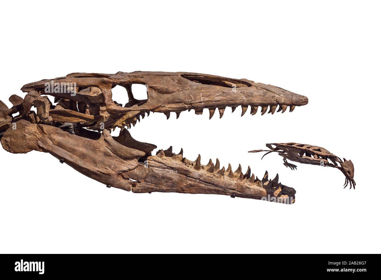 Old dinosaur skeleton isolated on white. Tyrannosaurus Rex skeleton ...