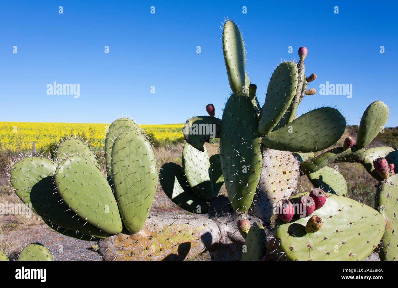 Prickly Pear cactus showing fruit, Garden Route, South Africa Stock ...