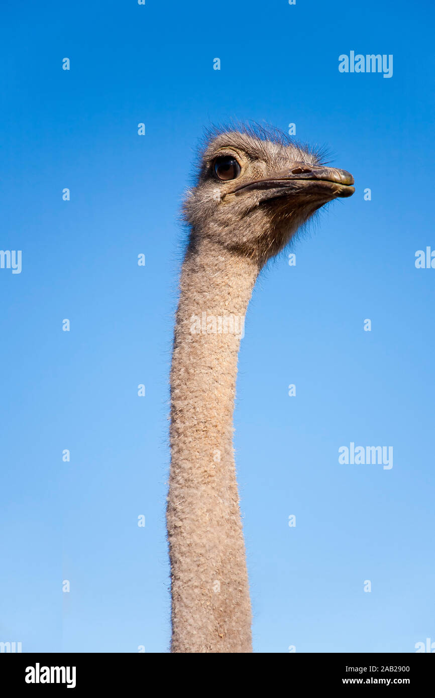 Closeup shot ostrich head hi-res stock photography and images - Alamy