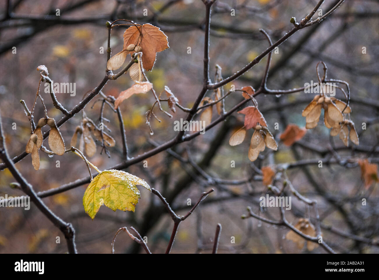 Rare maple hi-res stock photography and images - Alamy