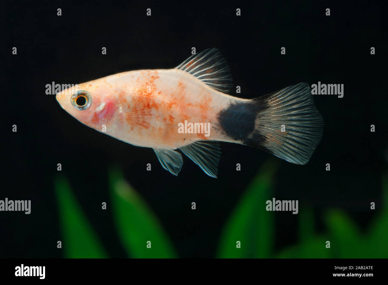 Xiphophorus maculatus Bleeding heart Mickey Mouse,Spiegel Platy ...