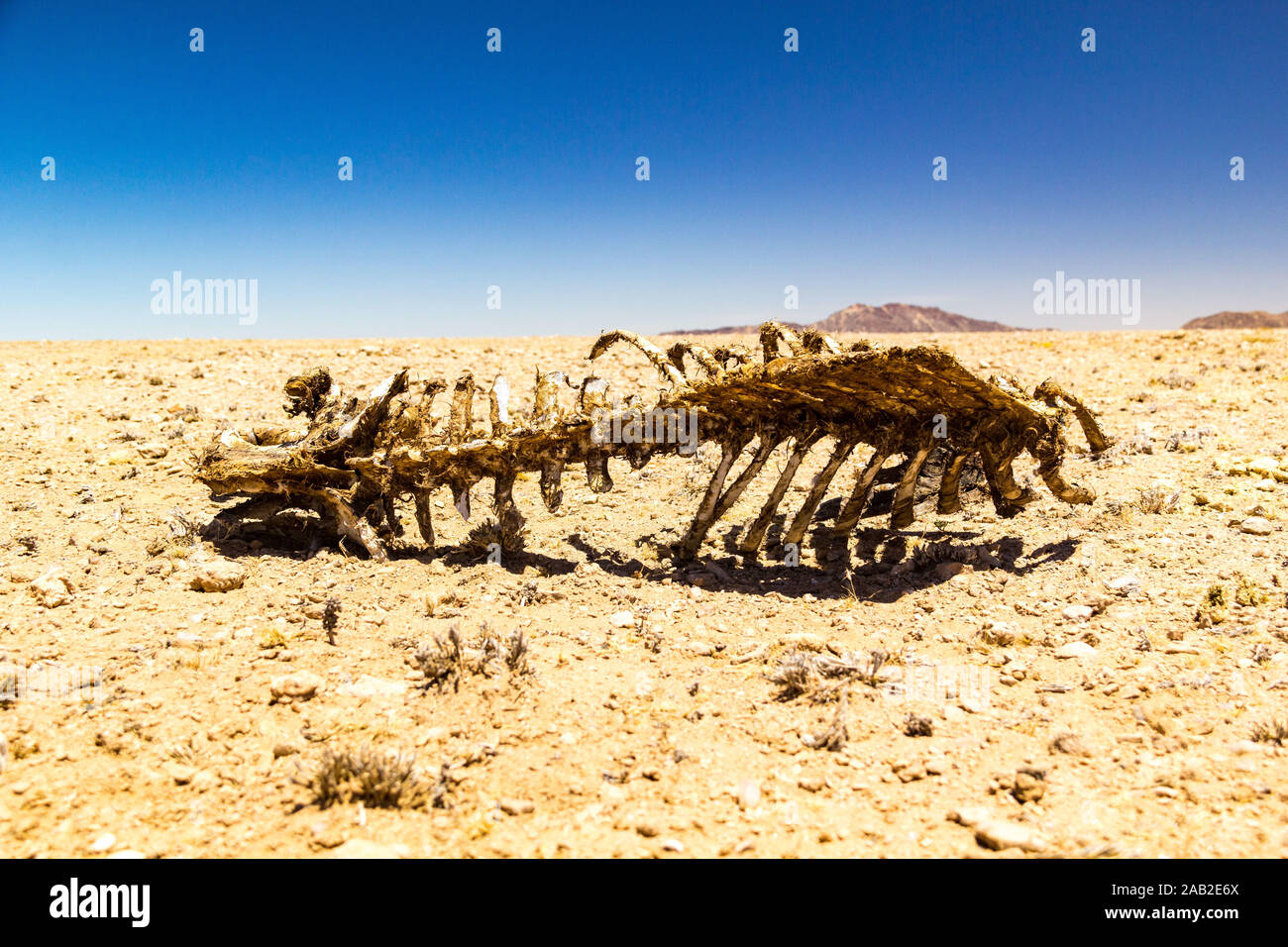 Dead antelope hi-res stock photography and images - Alamy