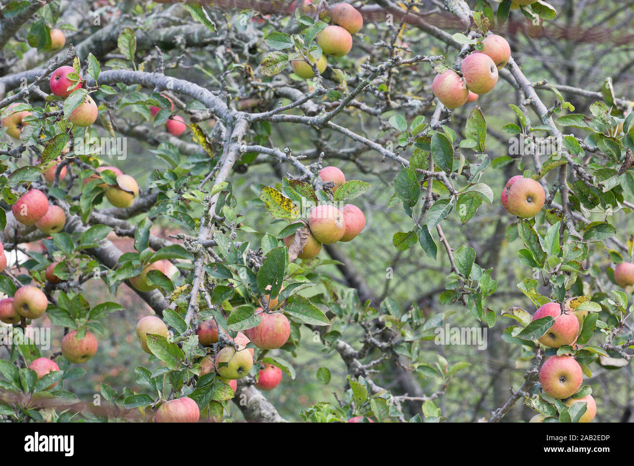 The apple comes from the Tian Shan forests, a boundary zone between ...