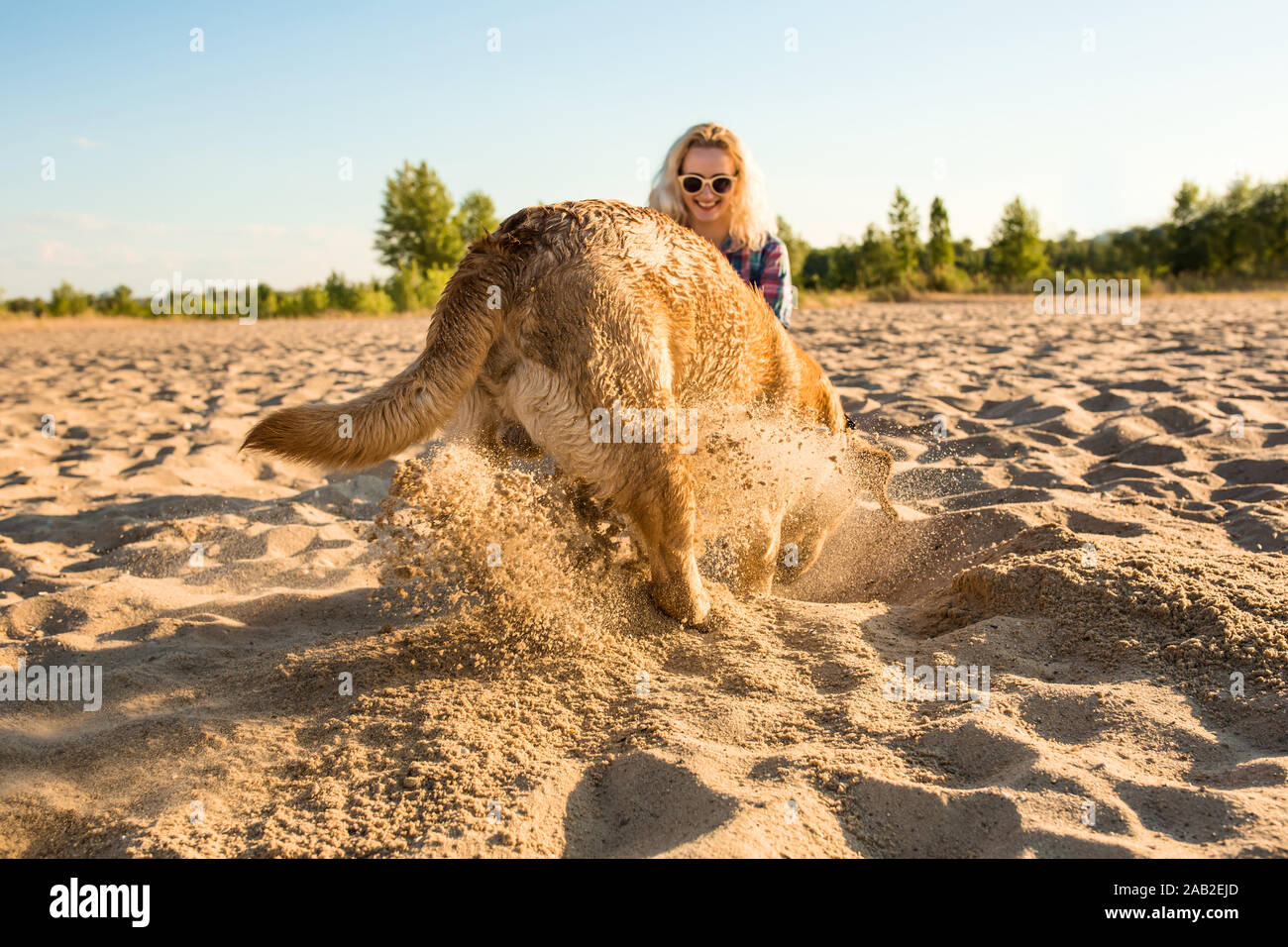 Golden retriever digging hi-res stock photography and images - Alamy