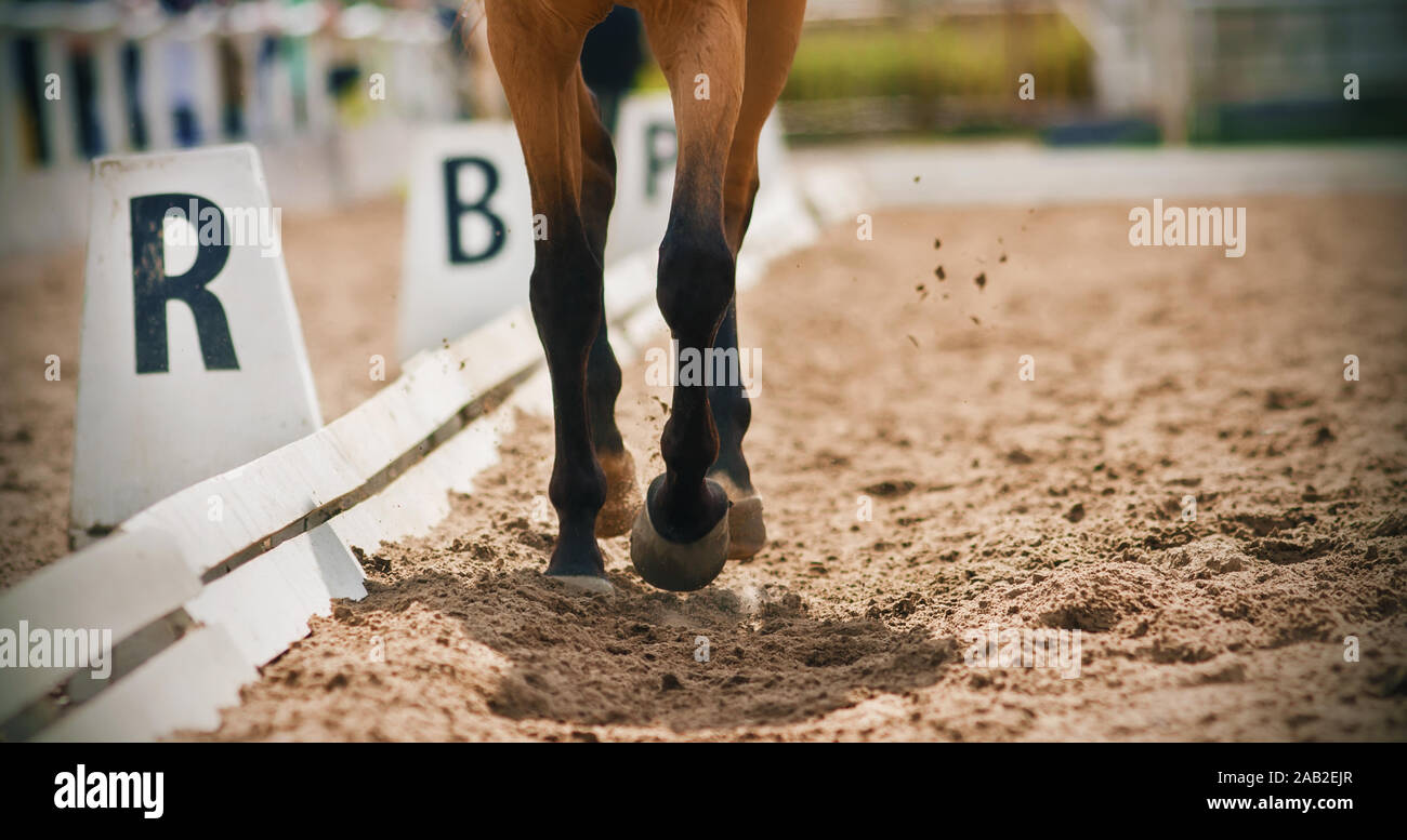 The graceful legs of an unshod horse trotting across a sandy arena lit ...