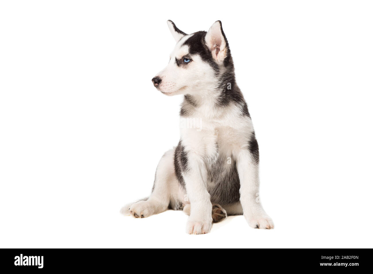 Siberian Husky puppy isolated on a white background Stock Photo - Alamy