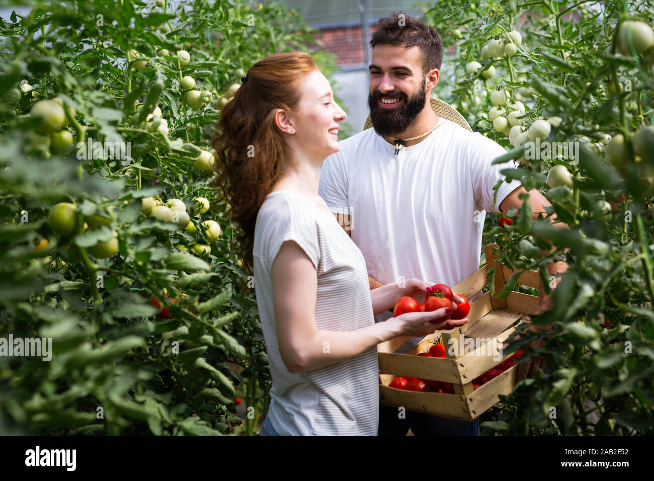 Two people collect pick up the harvest of tomato in greenhouse Stock ...