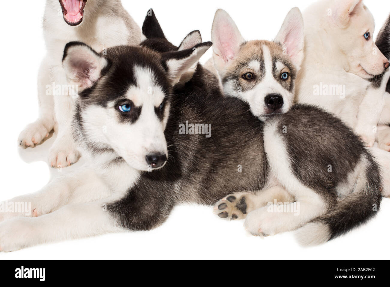 group of happy siberian husky puppies on white Stock Photo - Alamy