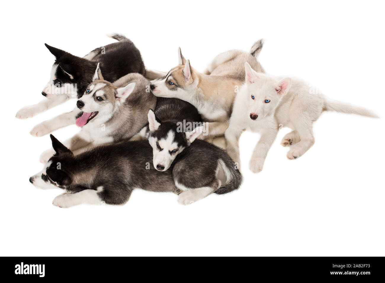 group of happy siberian husky puppies on white Stock Photo - Alamy