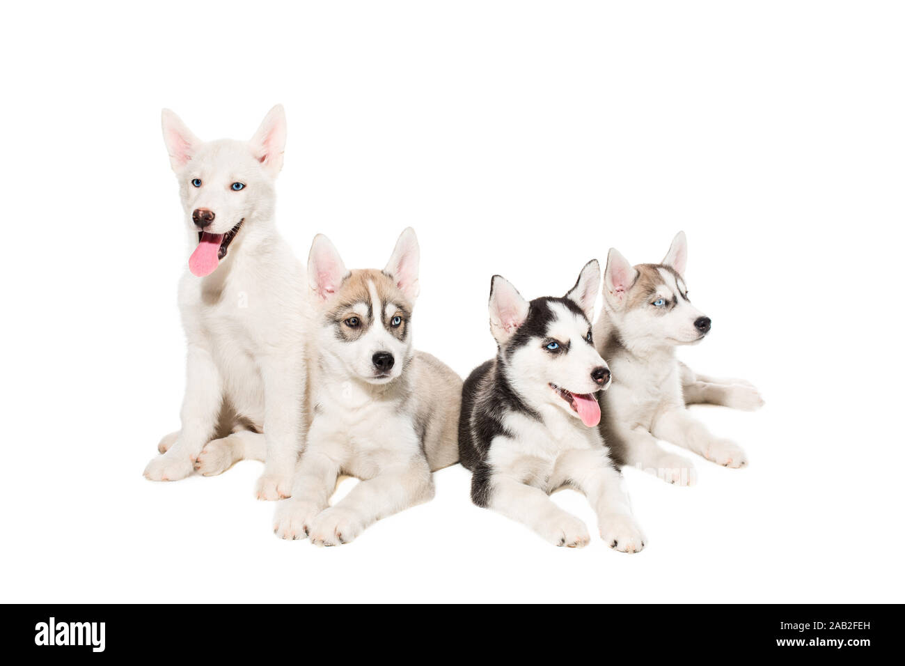 group of happy siberian husky puppies on white Stock Photo - Alamy