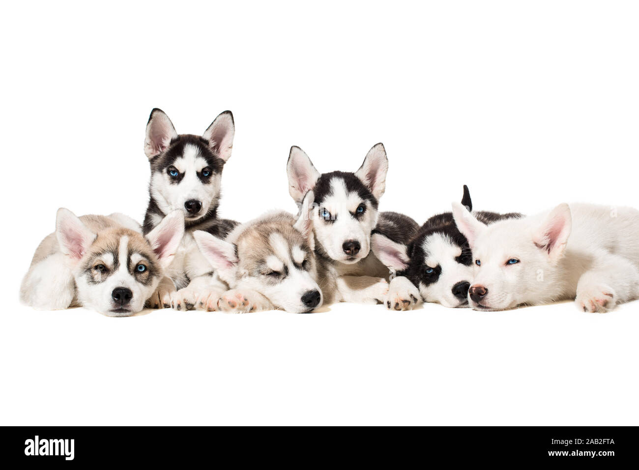 Siberian husky litter hi-res stock photography and images - Alamy