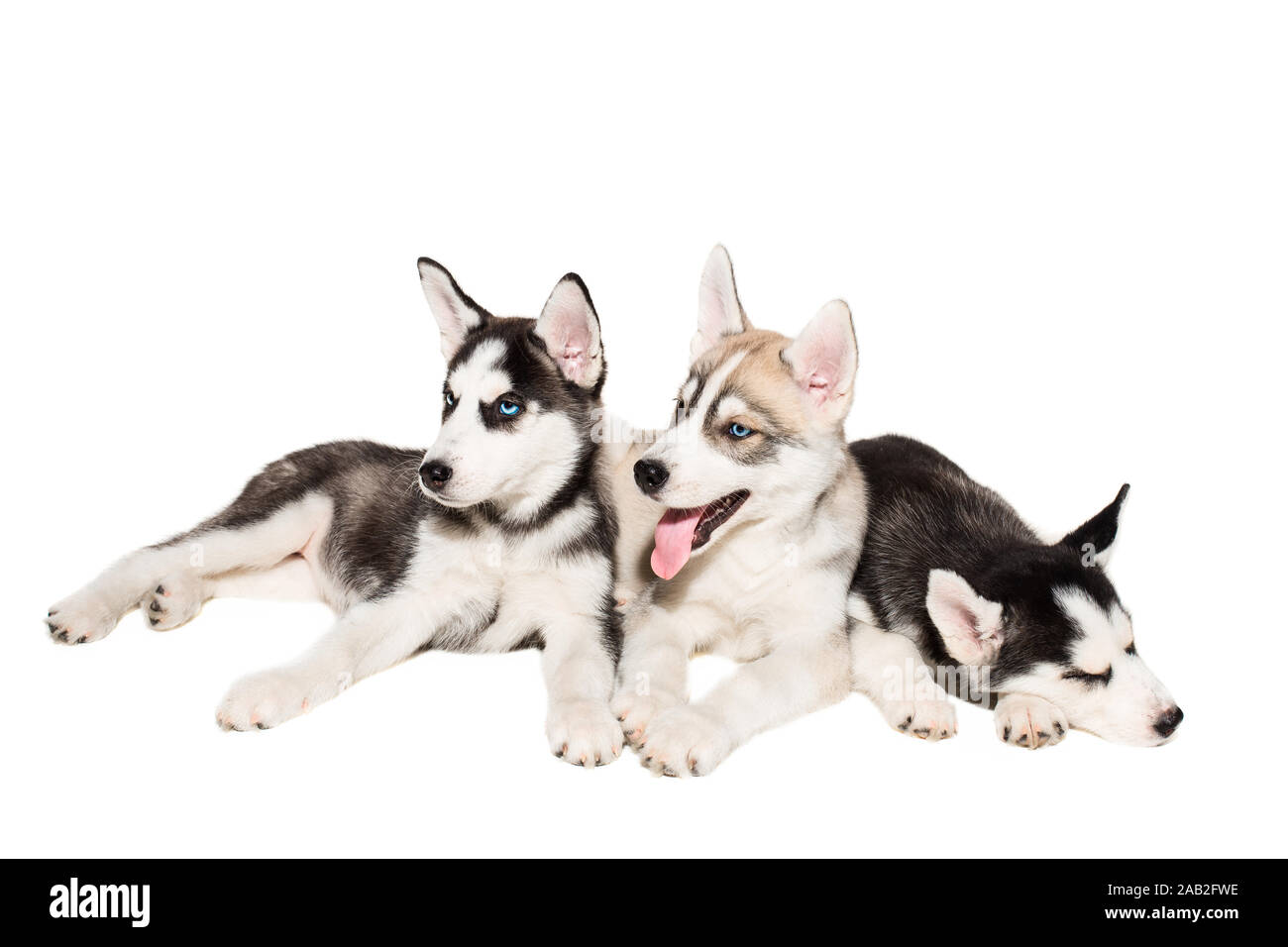 Group of puppies breed the Huskies isolated on white background Stock ...