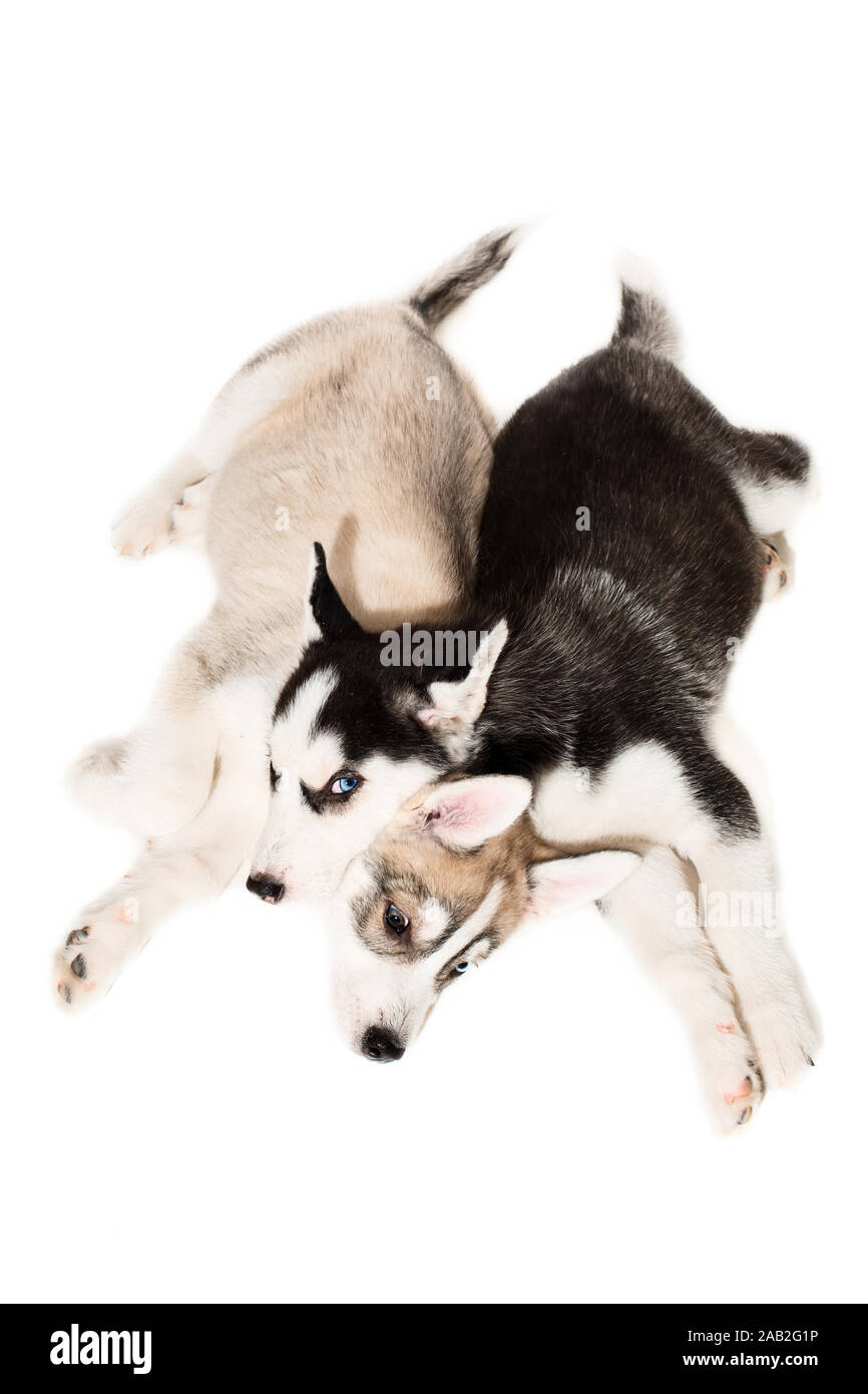 Siberian husky litter hi-res stock photography and images - Alamy