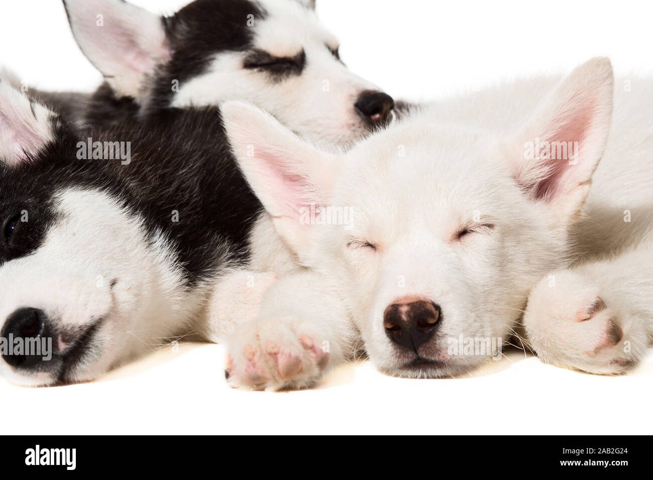 Siberian husky litter hi-res stock photography and images - Alamy