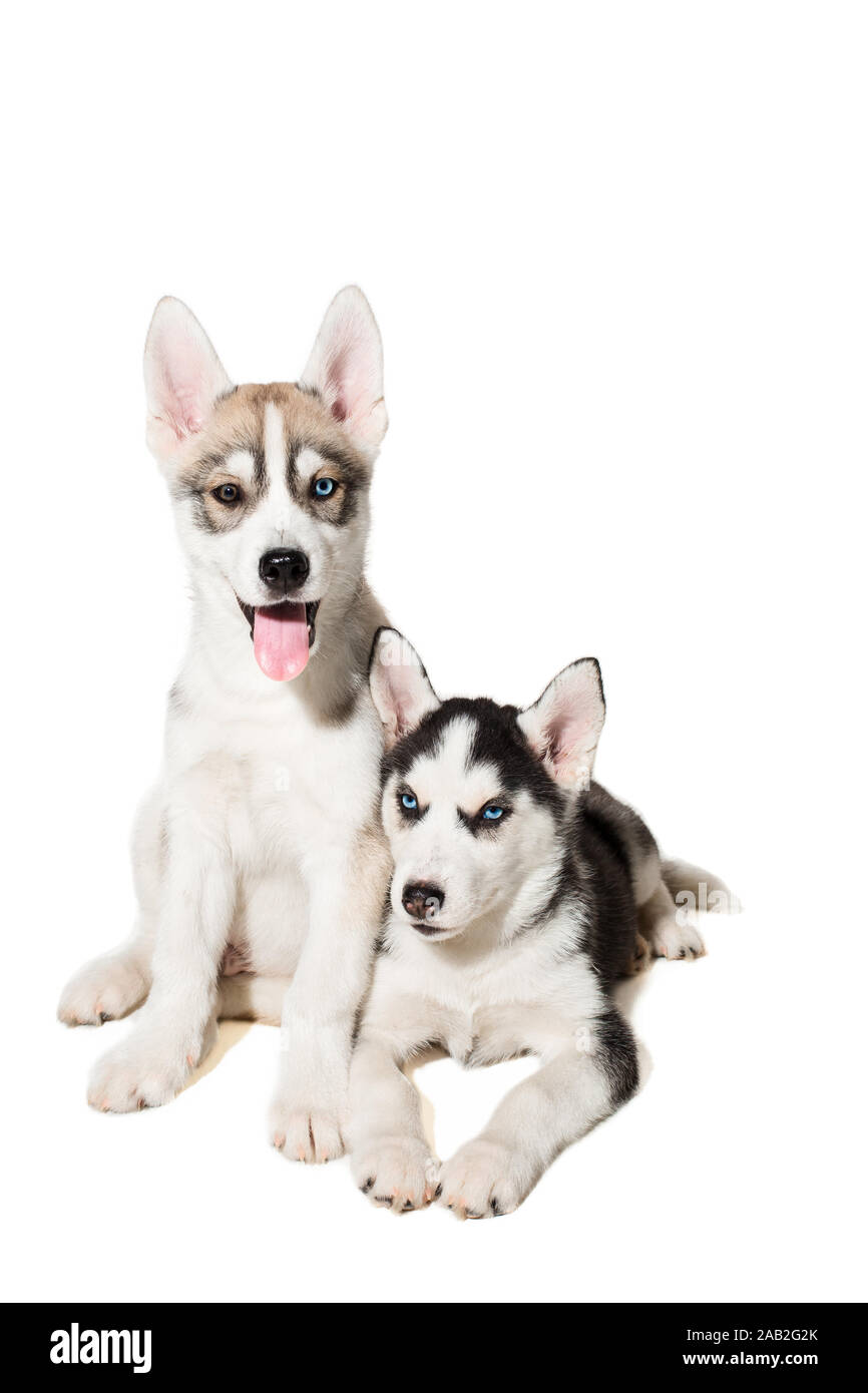 two little cute puppy of Siberian husky dog with blue eyes isolated ...